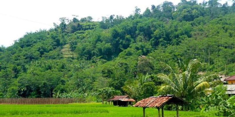 Jakarta: Botanical Garden & Rainforest Trekking to Waterfall - Key Points