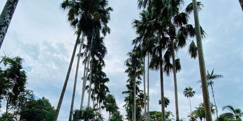 Jakarta: Botanical Garden & Rainforest Trekking to Waterfall - The Price and Its Value