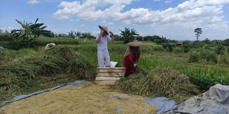 Jakarta : Botanical Garden, Waterfalls, and Rice Fields Tour - Hike to the Nangka Waterfall