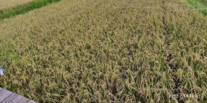 Jakarta : Botanical Garden, Waterfalls, and Rice Fields Tour - Who Will Love This Tour?