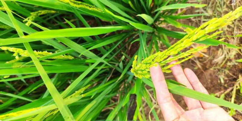 Jakarta : Botanical Garden, Waterfalls, and Rice Fields Tour - FAQ