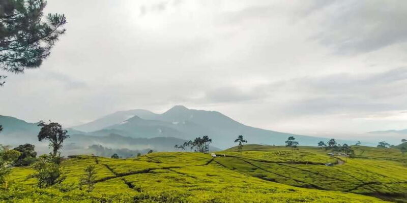 Jakarta : Safari Park Show, Tea Plantation & Waterfall - Key Points