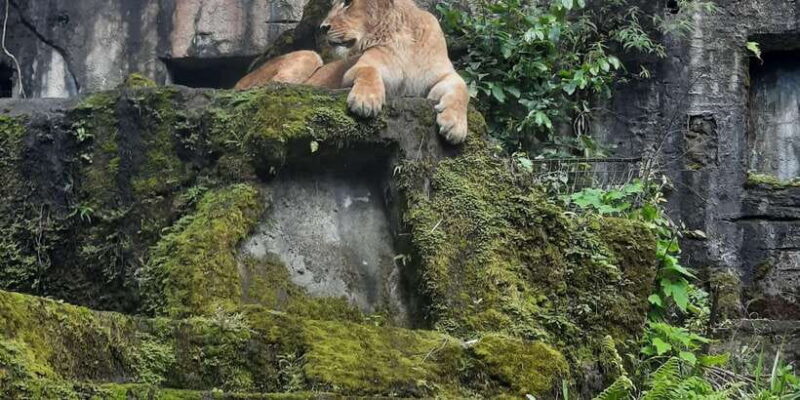 Jakarta : Taman Safari, Panda Palace, and Waterfall - Key Points