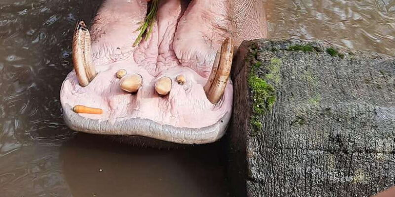 Jakarta : Taman Safari, Panda Palace, and Waterfall - What to Expect and Why It Matters