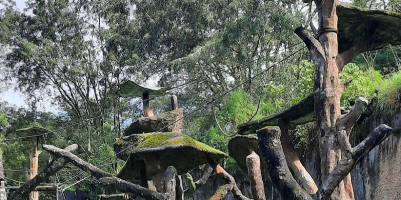 Jakarta : Taman Safari, Panda Palace, and Waterfall - Practical Tips for Travelers