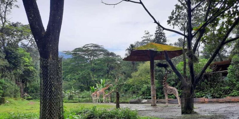 Jakarta : Taman Safari, Panda Palace, and Waterfall - FAQ