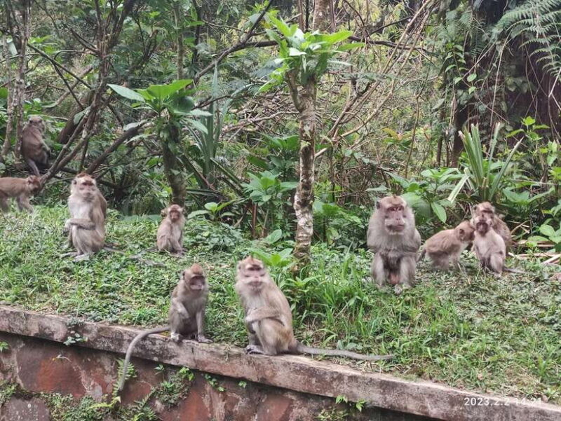 Jakarta: Volcano, Hot Spring, Tea, Rice Fields, &Coffee tour - Final Thoughts