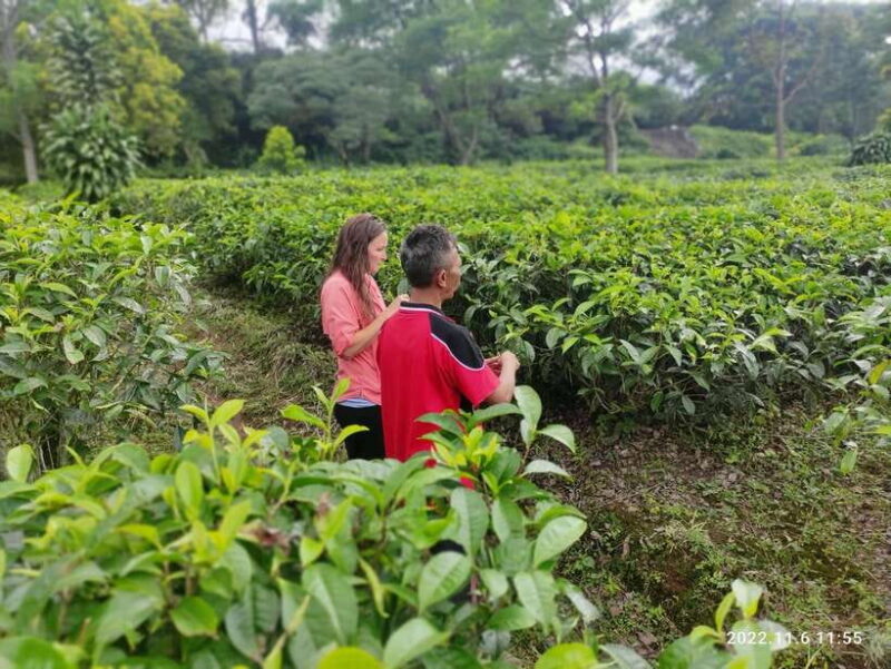 Jakarta: Volcano, Hot Spring, Tea, Rice Fields, &Coffee tour - FAQ