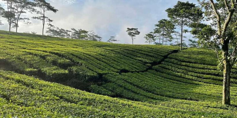 Jakarta: Volcano, Tea/Rice Fields, Hot Spring, Local Food - Fruits and Local Cuisine Tasting at Fruit Paradise
