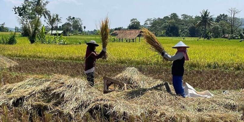 Jakarta: Volcano, Tea/Rice Fields, Hot Spring, Local Food - Relaxation at Sari Ater Hot Springs