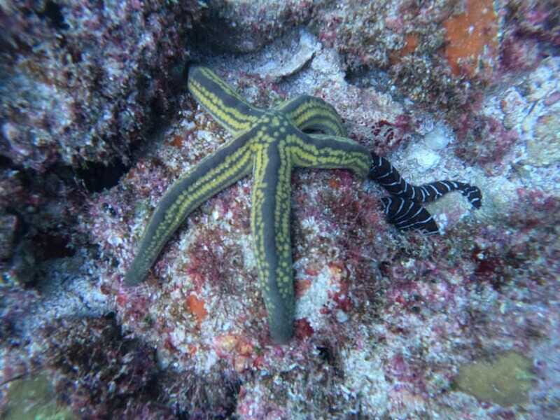 Jalisco: Scuba Diving at Los Arcos for Certified Divers - The Sum Up: Is It Worth It?
