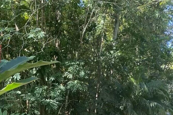 Jamaica Bamboo Rafting with Bus Transportation - The Price and Its Value