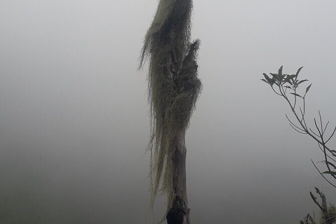 Jamaica Blue Mountain Guided Nature Tour - Final Thoughts