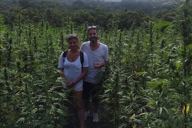 Jamaica Farm Private Dispensary Tour Montego Bay - Authenticity and Value