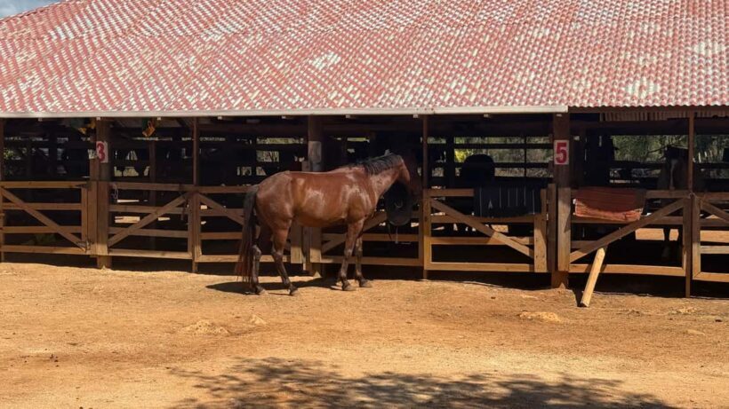 Jamaica: Horseback Riding and Sunset Catamaran Cruise - Deep Dive into the Details