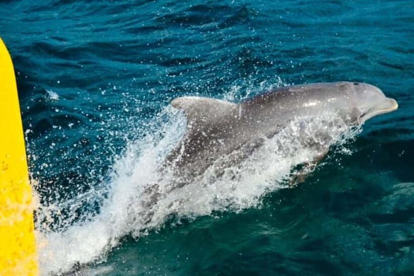 Jamaica: Horseback Riding and Sunset Catamaran Cruise - The Sum Up