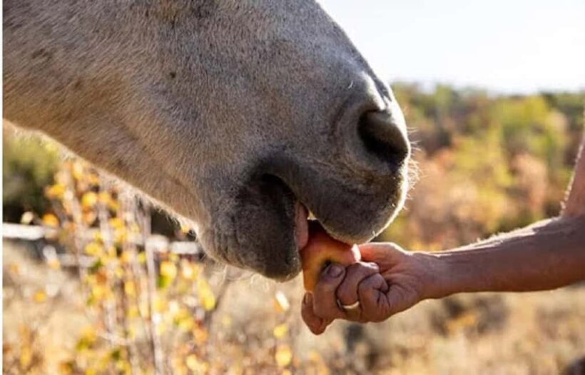 Jamaica: Private Horseback Ride and Swim in the Sea - Coastal Ride: Sunlit Tracks & Ocean Breezes