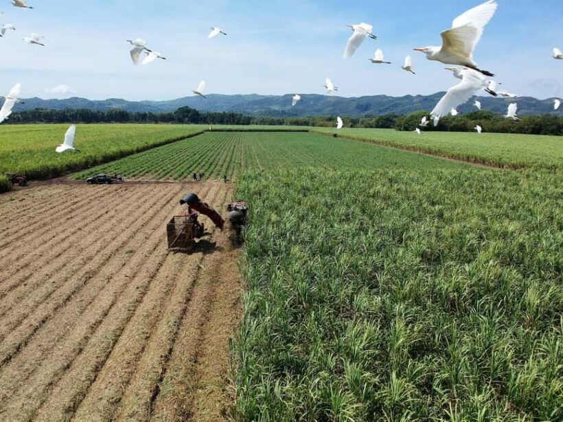 Jamaica: Worthy Park Rum Estate - An In-Depth Look at Jamaica’s Worthy Park Rum Estate Tour