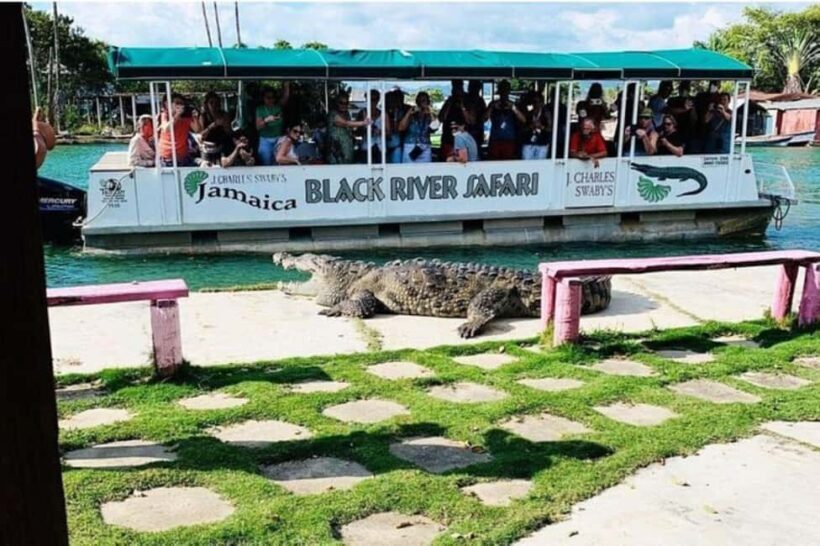 Jamaica: YS Falls and Black River Safari Tour - What to Bring and Consider