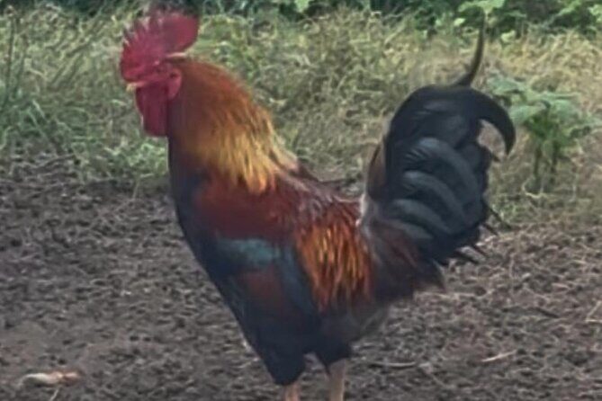 Jamaican Farm Life, Local Beach Experience - Family Friendly - Final Thoughts