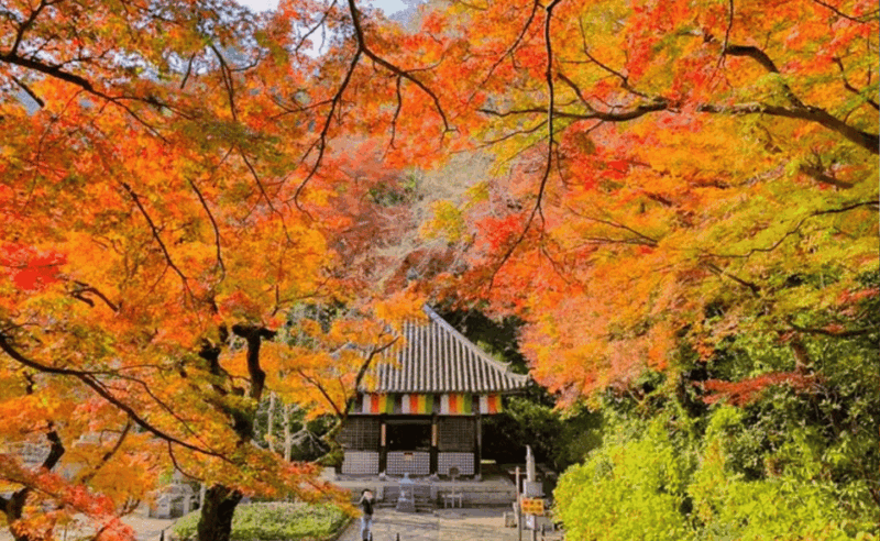 Japan: Private 3, 5, 7, or 10-DAY Tour With Driver - Tour Experience and Highlights