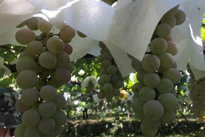 Japanese Cuisine Making Tour With Wine Experience by Yokohama Winery - Booking Details