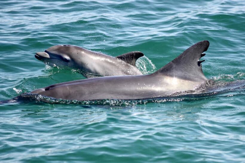 Japanese Tour: Port Stephens Dolphins, Koala & Sand Boarding - Key Points
