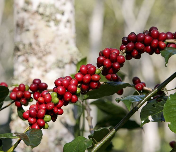 Jardín: Horseback Ride with Coffee Villa and Waterfall - The Itinerary in Detail