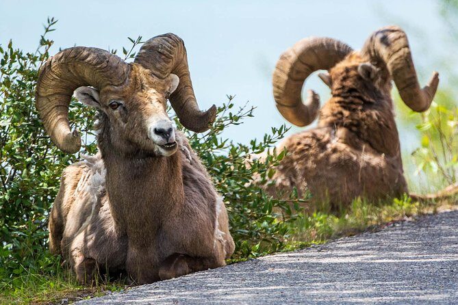 Jasper Evening Wildlife Tour - An In-Depth Look at the Jasper Evening Wildlife Tour