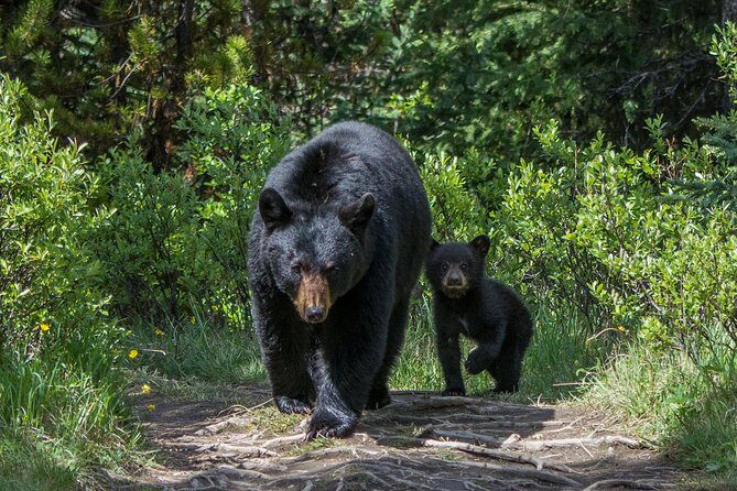 Jasper Evening Wildlife Tour - Wrapping Up