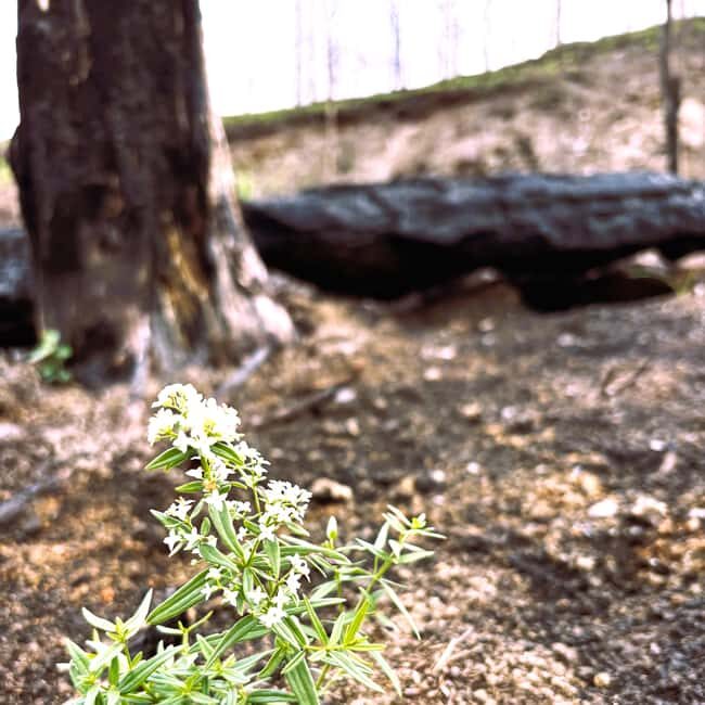 Jasper: Guided Wildfire Hike with Lunch - Key Points
