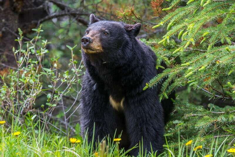 Jasper National Park: Evening or Morning Wildlife Watch Tour - Key Points