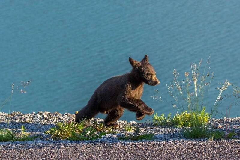 Jasper National Park: Evening or Morning Wildlife Watch Tour - An In-Depth Look at the Jasper Wildlife Tour