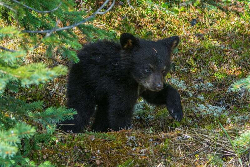 Jasper National Park: Evening or Morning Wildlife Watch Tour - The Sum Up