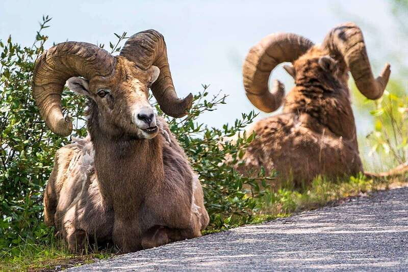 Jasper National Park: Evening or Morning Wildlife Watch Tour - FAQ