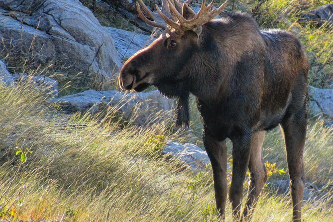 Jasper to Banff One-Way Tour - The Sum Up: Who Should Consider This Tour?