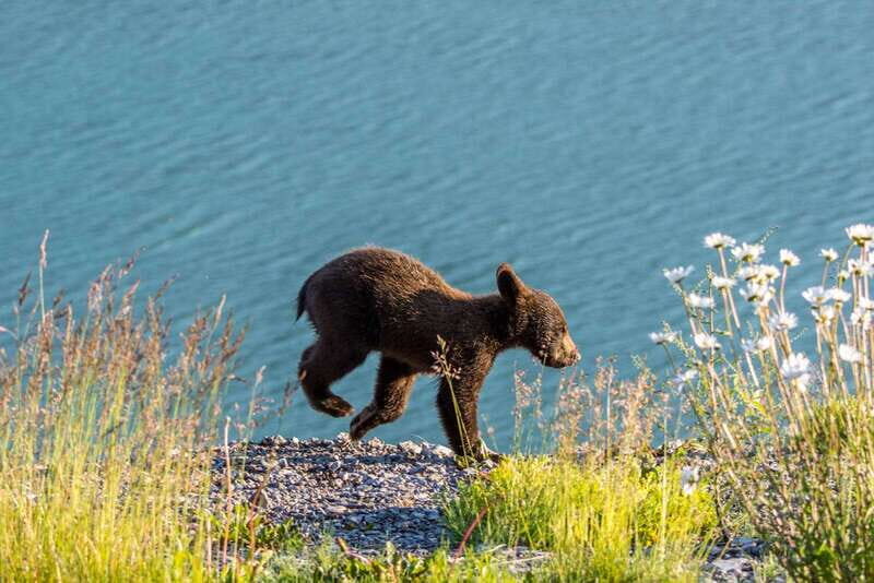 Jasper: Wildlife and Waterfalls Tour with Lakeshore Hike - Authentic Experiences and Insights from Reviews