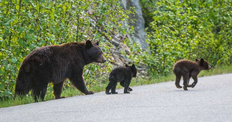 Jasper: Wildlife and Waterfalls Tour with Lakeshore Hike - Practical Tips for Travelers