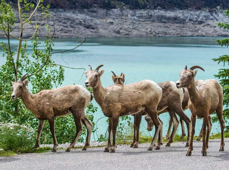 Jasper: Wildlife and Waterfalls Tour with Lakeshore Hike - Who Should Consider This Tour?