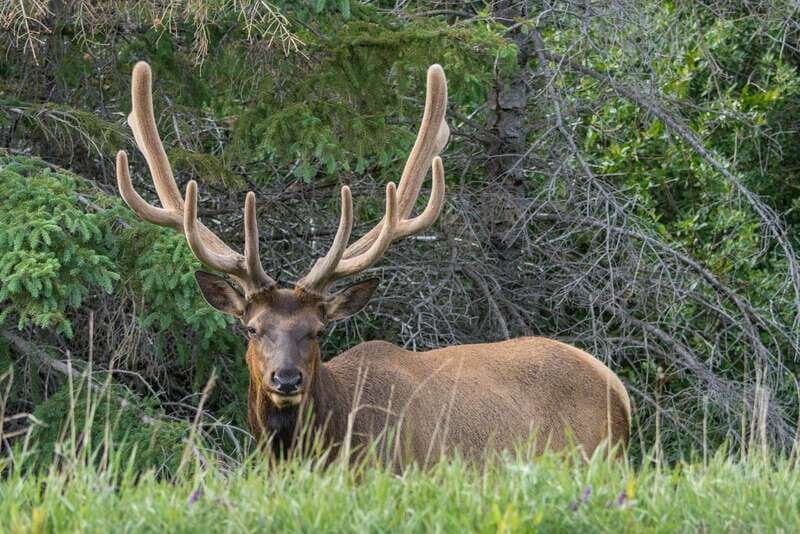 Jasper: Wildlife and Waterfalls Tour with Lakeshore Hike - Final Thoughts