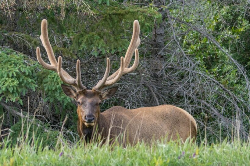 Jasper: Wildlife and Waterfalls Tour with Lakeshore Hike - FAQ