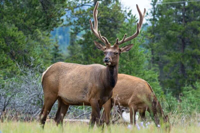 Jasper: Wildlife and Waterfalls Tour with Maligne Cruise - An In-Depth Look at the Experience