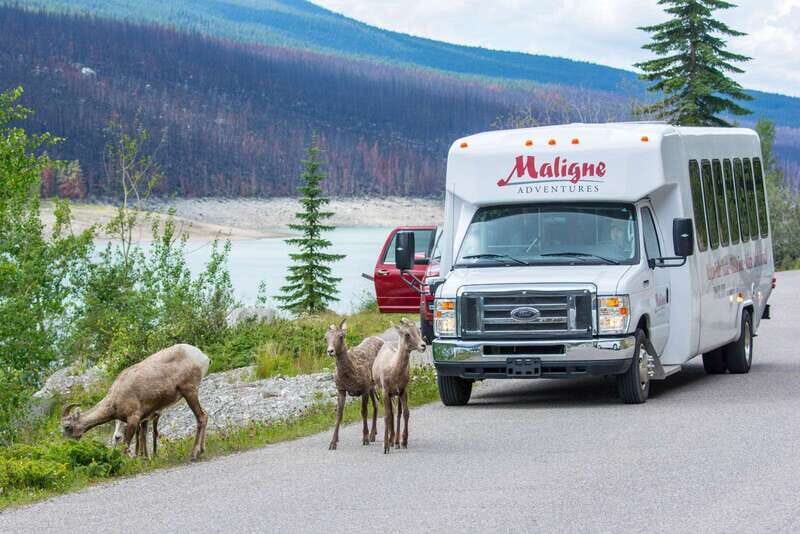 Jasper: Wildlife and Waterfalls Tour with Maligne Cruise - FAQ