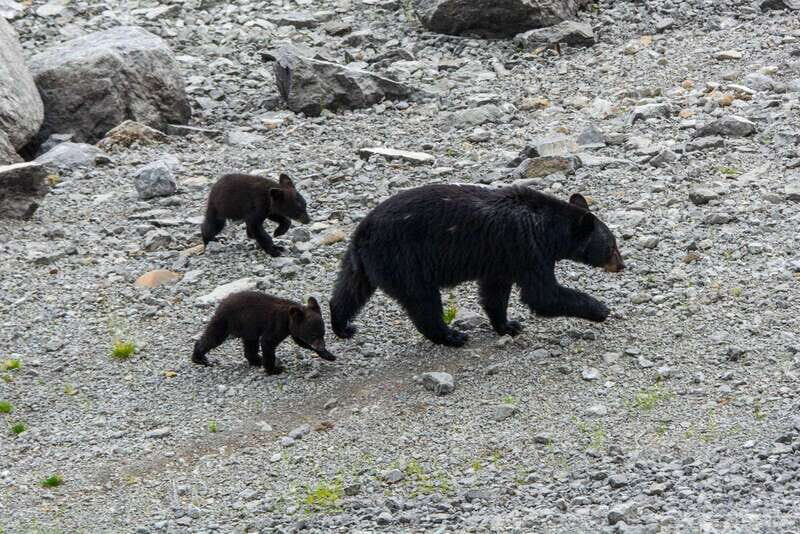 Jasper: Wildlife and Waterfalls Tour with Maligne Cruise - Final Thoughts