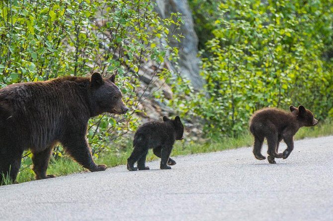 Jasper Wildlife and Waterfalls Tour with Maligne Lake Hike - Who Will Appreciate This Tour?
