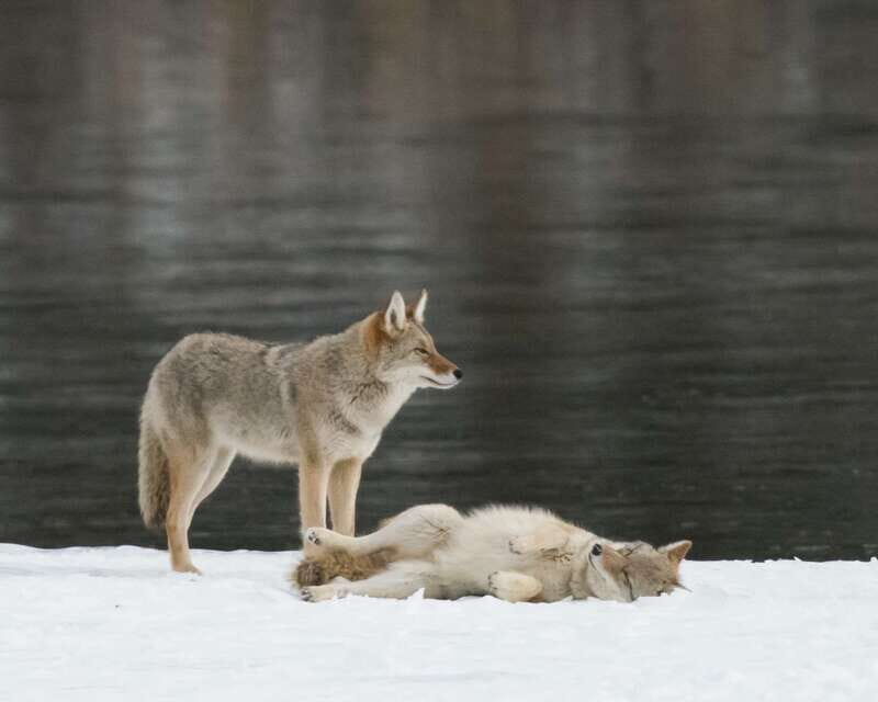 Jasper: Winter Wildlife Bus Tour in Jasper National Park - Key Points