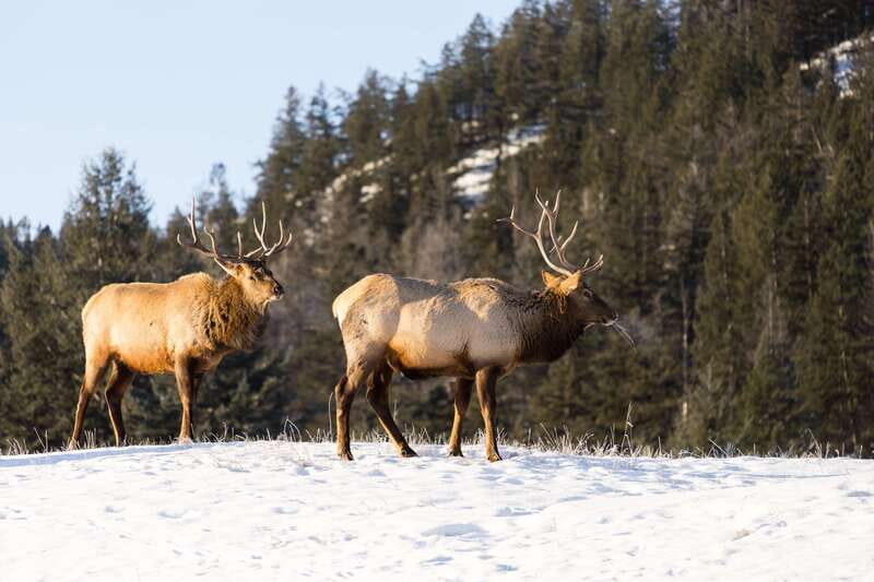 Jasper: Winter Wildlife Bus Tour in Jasper National Park - A Close Look at the Jasper Winter Wildlife Bus Tour
