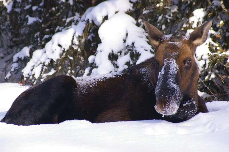 Jasper: Winter Wildlife Bus Tour in Jasper National Park - Final Thoughts