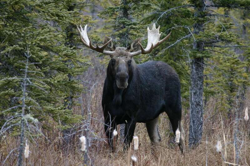 Jasper: Winter Wildlife Bus Tour in Jasper National Park - Frequently Asked Questions