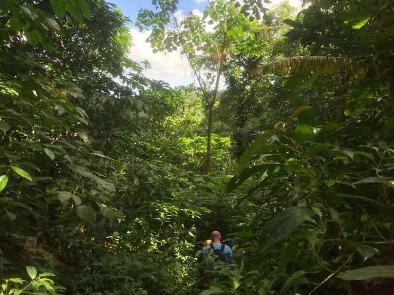 jatiluwih : highlights trekking best bali nature & cultural - Key Points